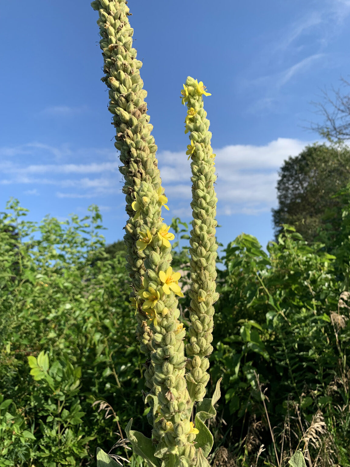 Growing the Mullein Plant: Medicinal Uses and More - Countryside
